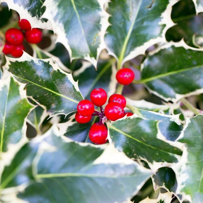 Ostrokrzew kolczasty 'Silver Queen' (Ilex aquifolium) Doniczka 2.0L ...