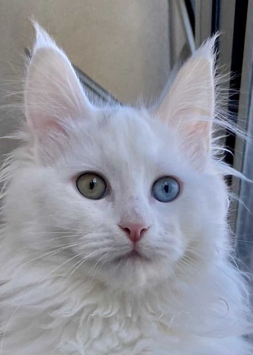 Cecília. Angorá turca branca. Olhos díspares. Linda! LOP e Vacinas ...