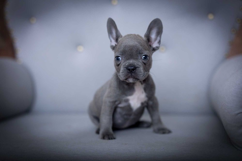 Buldog francuski Grudziądz • OLX.pl