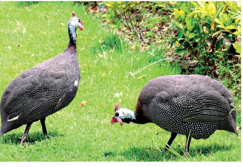 perliczki - giełda zwierząt - kategoria Rolnictwo | OLX