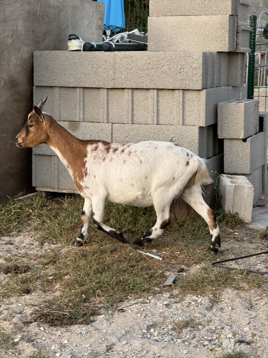 Cabra Anã Adulta Azambuja • OLX.pt