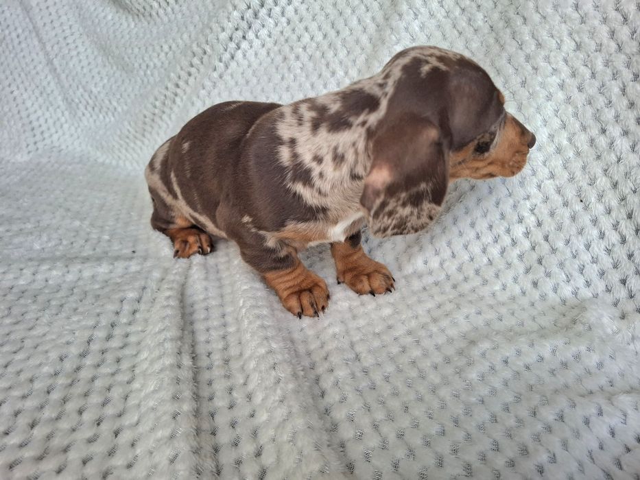 Dla Ciebie wszystko - merle - w kategorii Jamnik