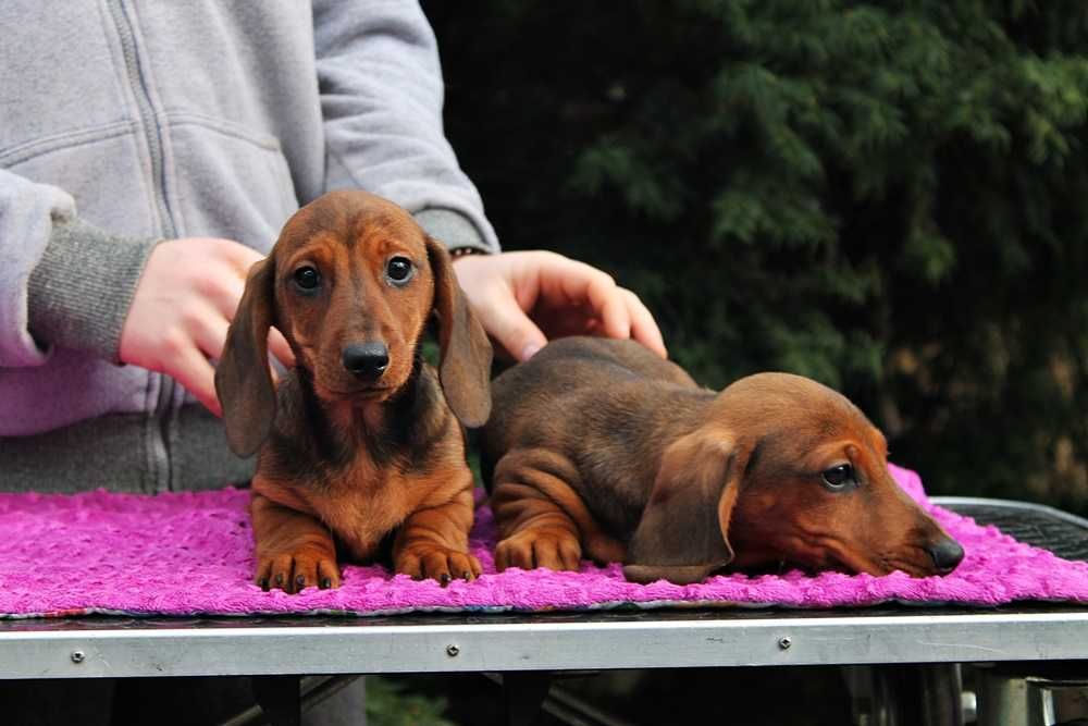 Piesek Jamnik Krótkowłosy Miniaturowy!! Króliczy Warszawa Bemowo • OLX.pl