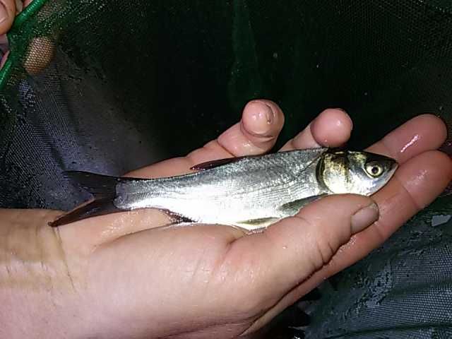 Karaś kolor karp koi orfa amur tołpyga lin jaź węgorz szczupak Łódź ...