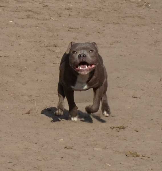 Piesek staffordshire bull terrier (staffik) ZKwP - do odbioru ...