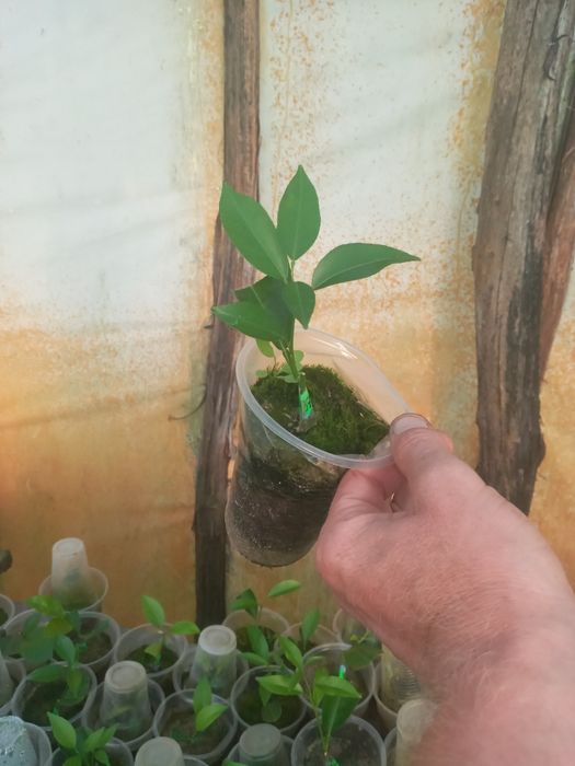 Лимон,Мандарин,Лайм,Кумкват,Апельсин та інше.: 150 грн. - Кімнатні ...