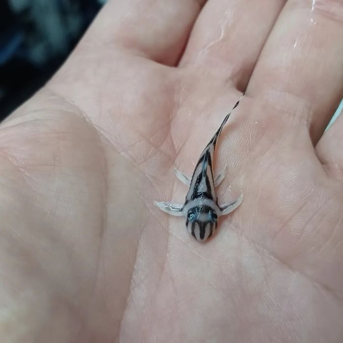 Pleco L046 Hypancistrus Zebra - Os peixes já estão disponíveis ...