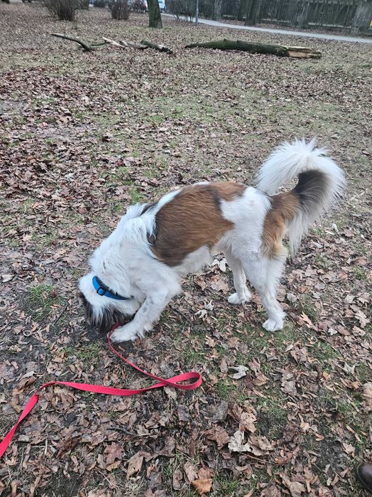 Bernardyn Fuks 4 letni SuperPies Poznań Jeżyce • OLX.pl