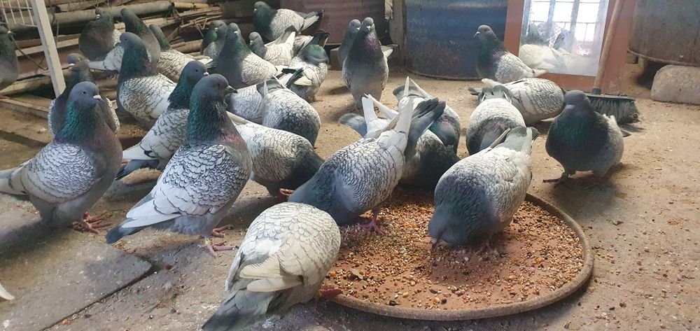 Gołębie Rysie Ptaki Jadowniki Bielskie • OLX.pl