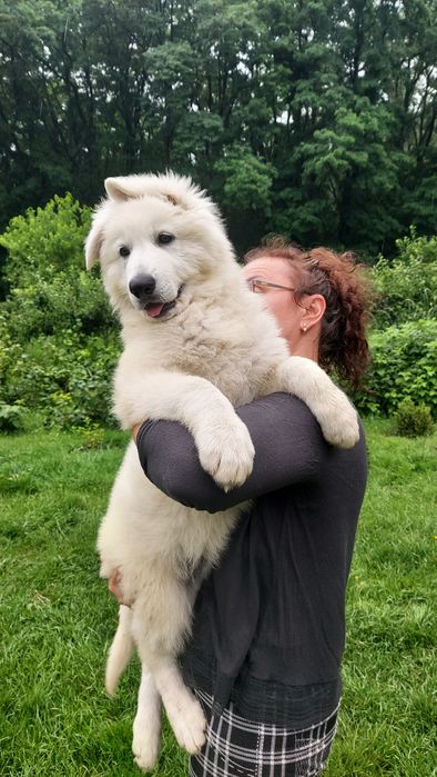 Вівчарки швейцарські Клубні FCI: 25 000 грн. - Собаки Дніпро на Olx