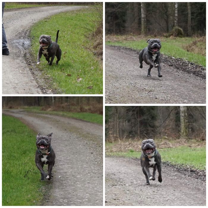 Reproduktor, staffordshire bull terrier, staffik, stafik Pszczyna • OLX.pl