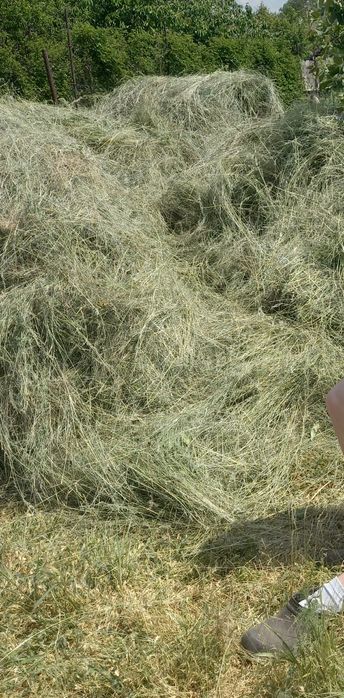 Продам сено в тюках люцерка,рознотравия.: 100 грн. - Зоотовари ...
