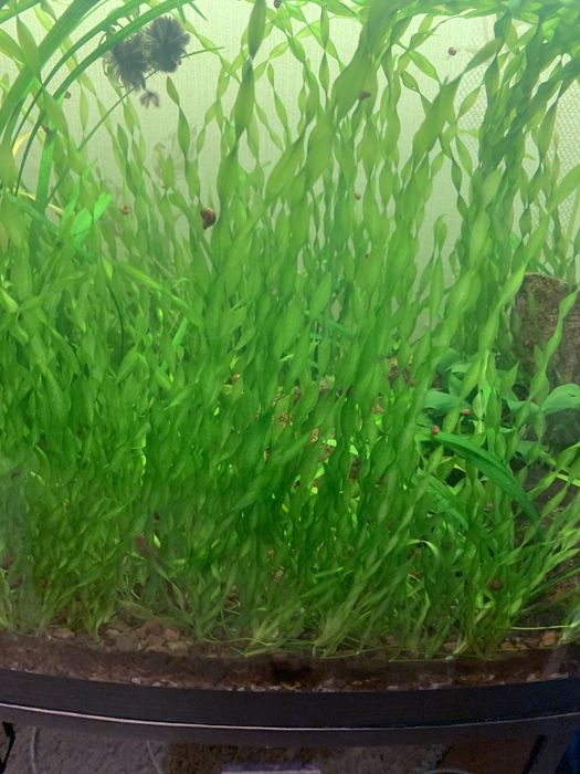 Валлиснерия спиральная. Растения для аквариума: 15 грн ...