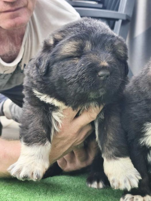 Owczarek kaukaski FCI Jastrzębie Górne • OLX.pl