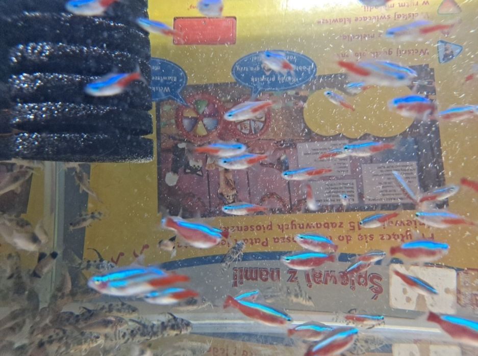 Neon Inessa Neonek Rybka do Akwarium 100szt Wałbrzych • OLX.pl