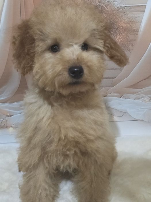 Pudel toy wyjątkowa suczka Katowice Bogucice • OLX.pl