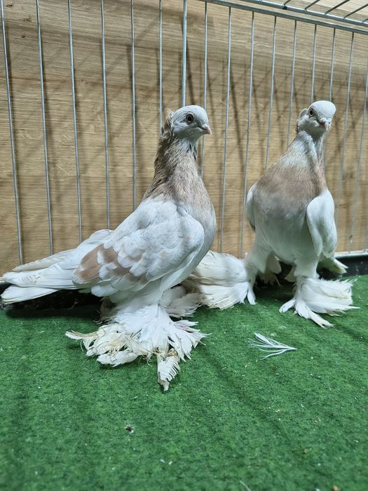 Blawindry gołębie ozdobne Śniadka Pierwsza • OLX.pl