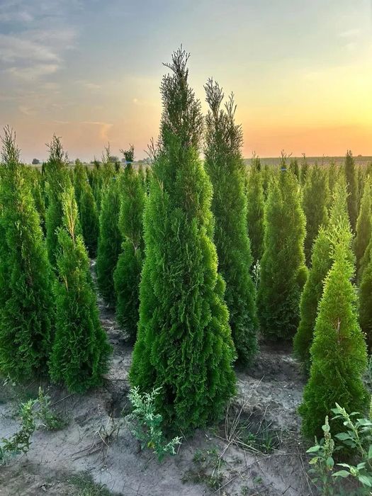 Tuja Szmaragd 120-180cm transport Sadzenie Nowy Dwór Mazowiecki • OLX.pl