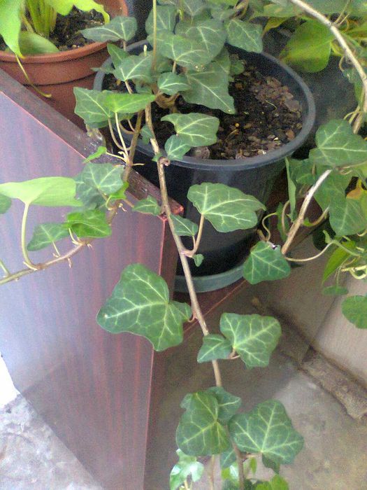 Heras - Plantas trepadeiras Ramada E Caneças • OLX.pt