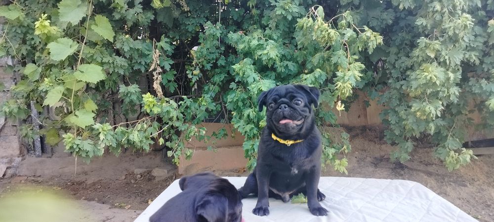 Питомник КСУ- FCI предлагает мопсов.: 9 000 грн. - Собаки Одесса на Olx