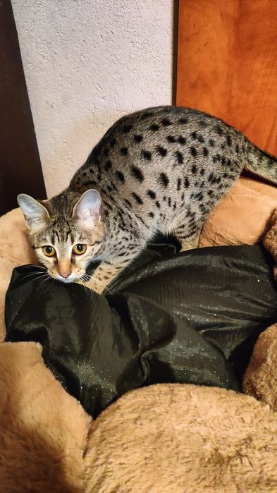 Savannah F4 czwarte pokolenie po serwalu Jarantowice • OLX.pl