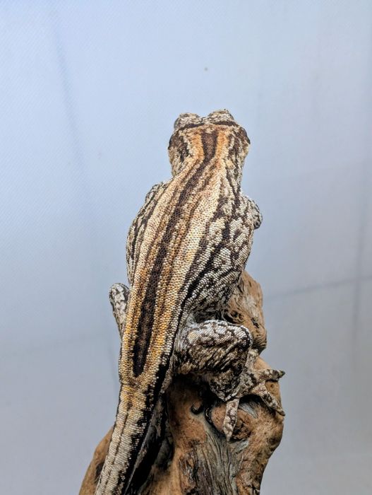 Gekon nie orzęsiony 40 gram samica Kraków Łagiewniki-Borek Fałęcki • OLX.pl