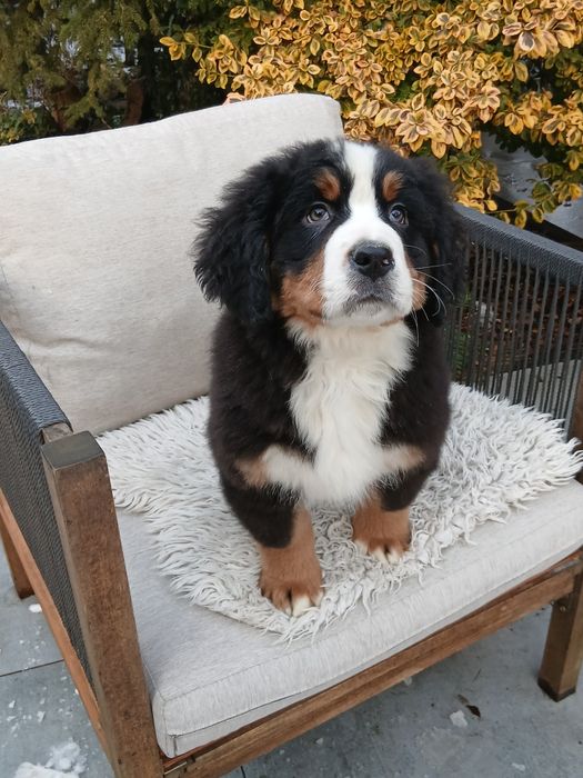 Berneński piesek MORIS,rodowód cztero pokoleniowy, ur.10.11.25 ...