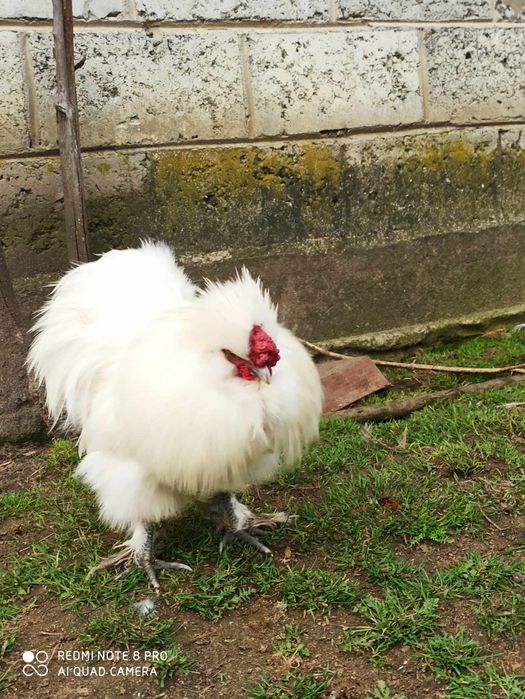 Dla Ciebie wszystko - Podkarpackie - w kategorii Drób - Strona 6