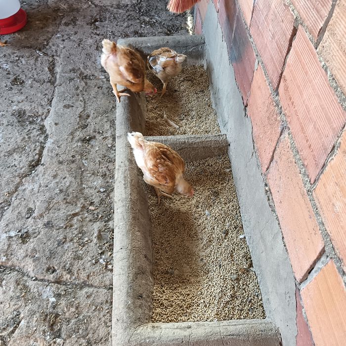 Frangos/as (4 meses) São Barnabé • OLX.pt