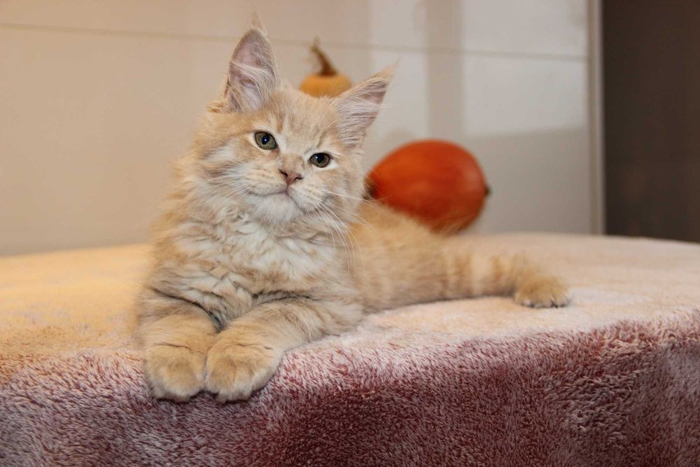 Maine Coone pan kot Kraków Mistrzejowice • OLX.pl