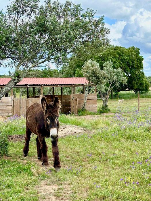 Burro puro mirandês macho de 6 anos Alcáçovas • OLX Portugal