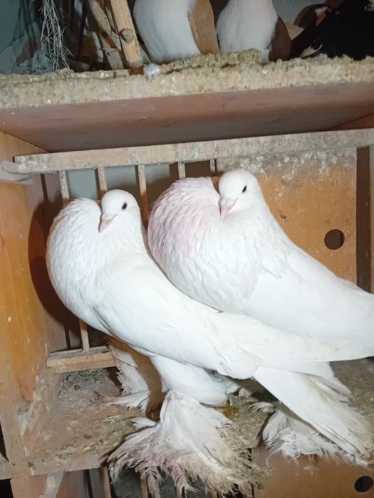 Golebie garlacze pomorskie Rdziostów • OLX.pl