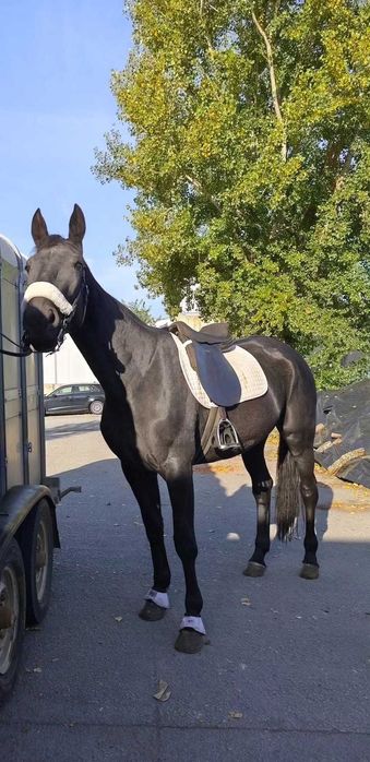 Vendo Trotadora francesa Basto • OLX.pt