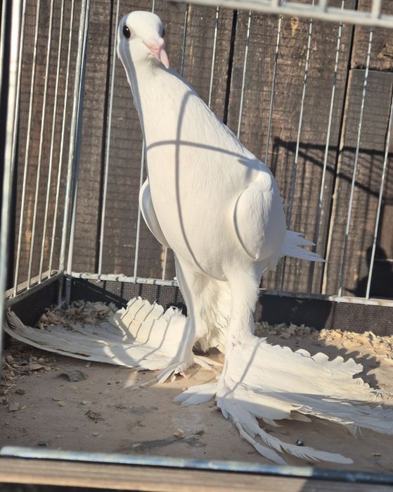 Bocian/ bociany dolnośląskie białe Mirzec • OLX.pl