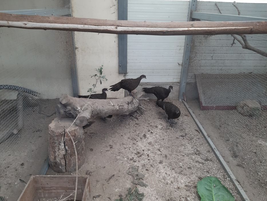 Faisão Chinqui 2024 Custóias, Leça Do Balio E Guifões • OLX.pt