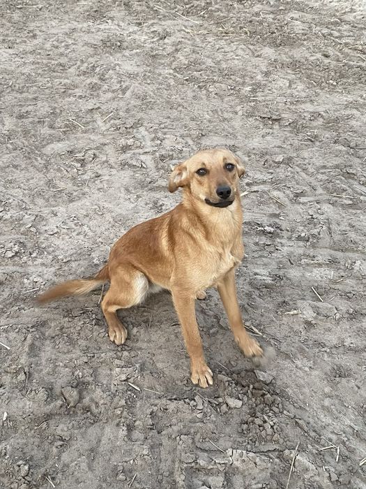 Oddam suczkę, psy, pies oddam za darmo Słopsk • OLX.pl