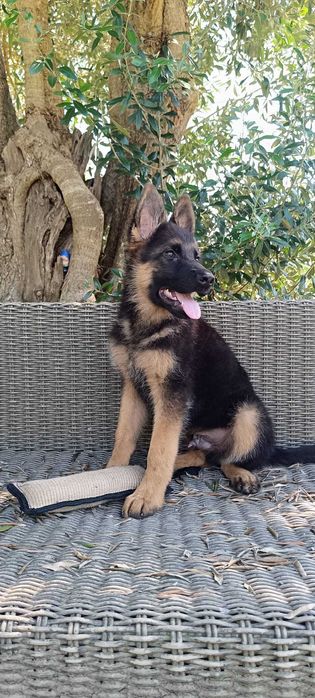 Pastor alemão puro Ferreiros E Gondizalves • OLX.pt