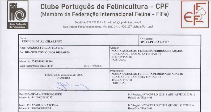 Cecília. Angorá turca branca. Olhos díspares. Linda! LOP e Vacinas ...