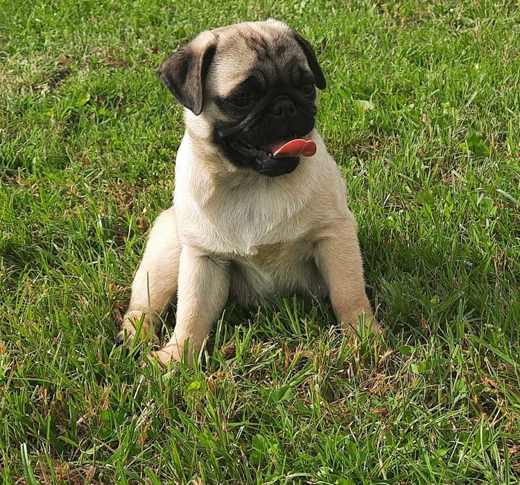 Mops suczka 3miesięczna Świetokrzyskie Kije • OLX.pl