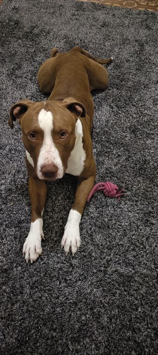 Dou red nose 9 meses Areeiro • OLX.pt