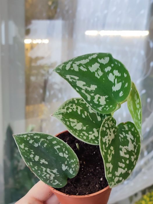 Сциндапсуси: Требі (scindapsus Trebie, Екзотика)): 70 грн. - Кімнатні ...