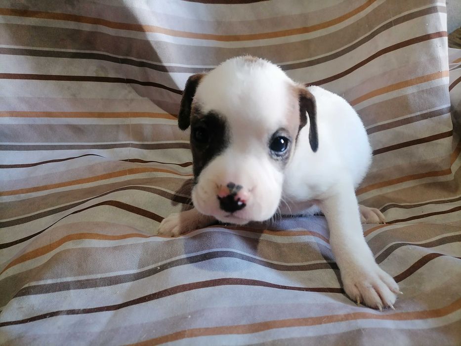 Lindo macho boxer Vilarinho do Bairro • OLX.pt