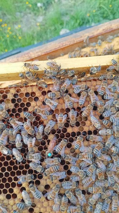 Matki pszczele Buckfast i Krainka unasiennione naturalnie Lipsko • OLX.pl