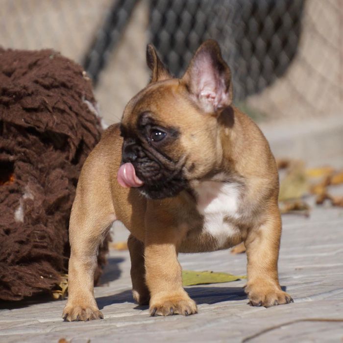 Породный бульдог КСУFCI: 1 000 $ - Собаки Одеса на Olx