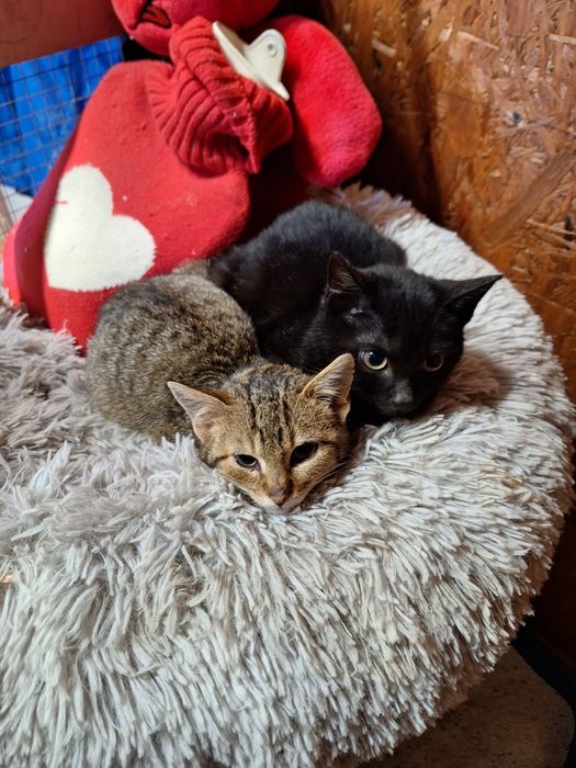 Kocurki Filemon i Bonifacy do adopcji Opole • OLX.pl