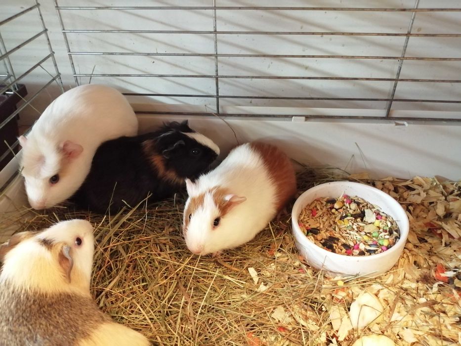 Świnki morskie - kawia domowa Poznań Grunwald • OLX.pl