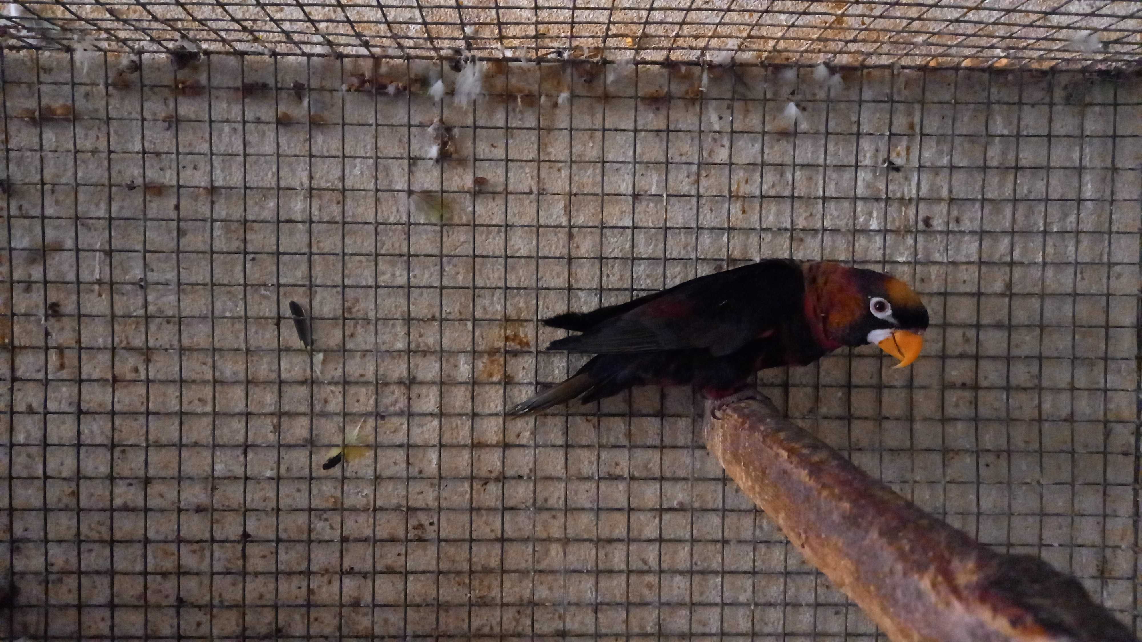 Vendo aves desde 6€, Loris, Aratinga Jandaya, Agapornis, etc. Moita ... Vendo aves desde 6€, Loris, Aratinga Jandaya, Agapornis, etc. Moita ...