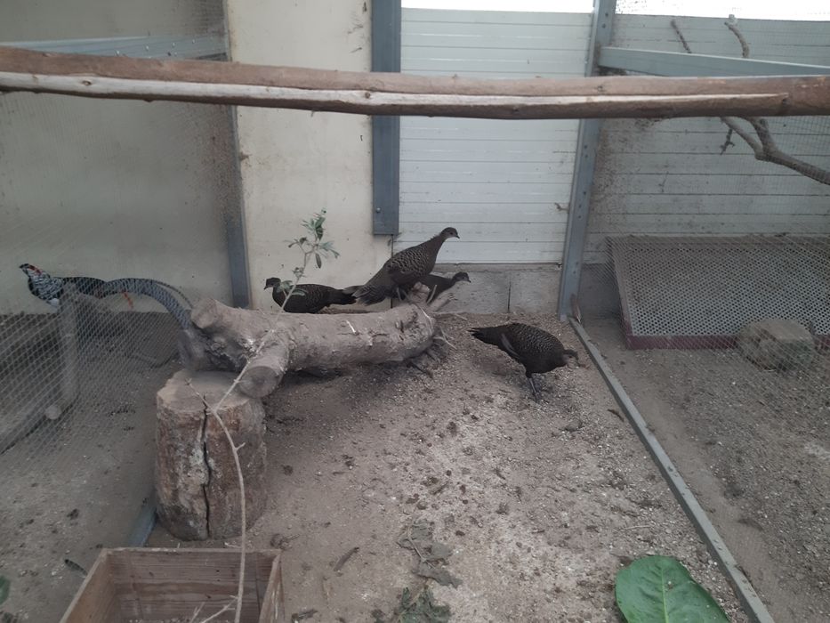 Faisão Chinqui 2024 Custóias, Leça Do Balio E Guifões • OLX.pt