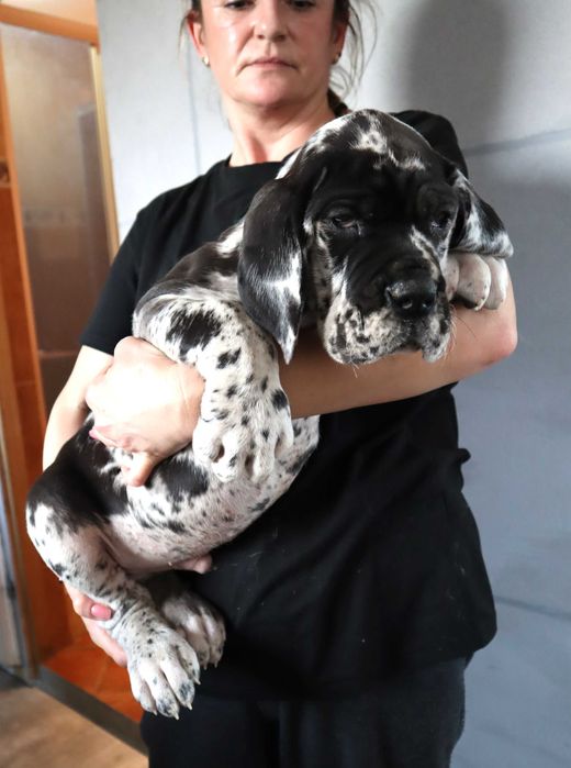 Dog niemiecki arlekin linia francusko-włoska ZKwP FCI samiec wystawowy ...