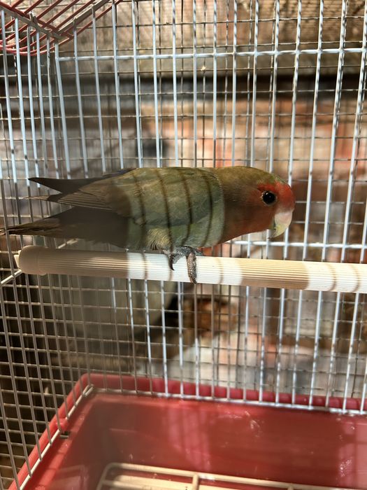 Agapornis, periquitos, mandarins, forpus azuis, caturras e outras aves Albufeira E Olhos De Água ...